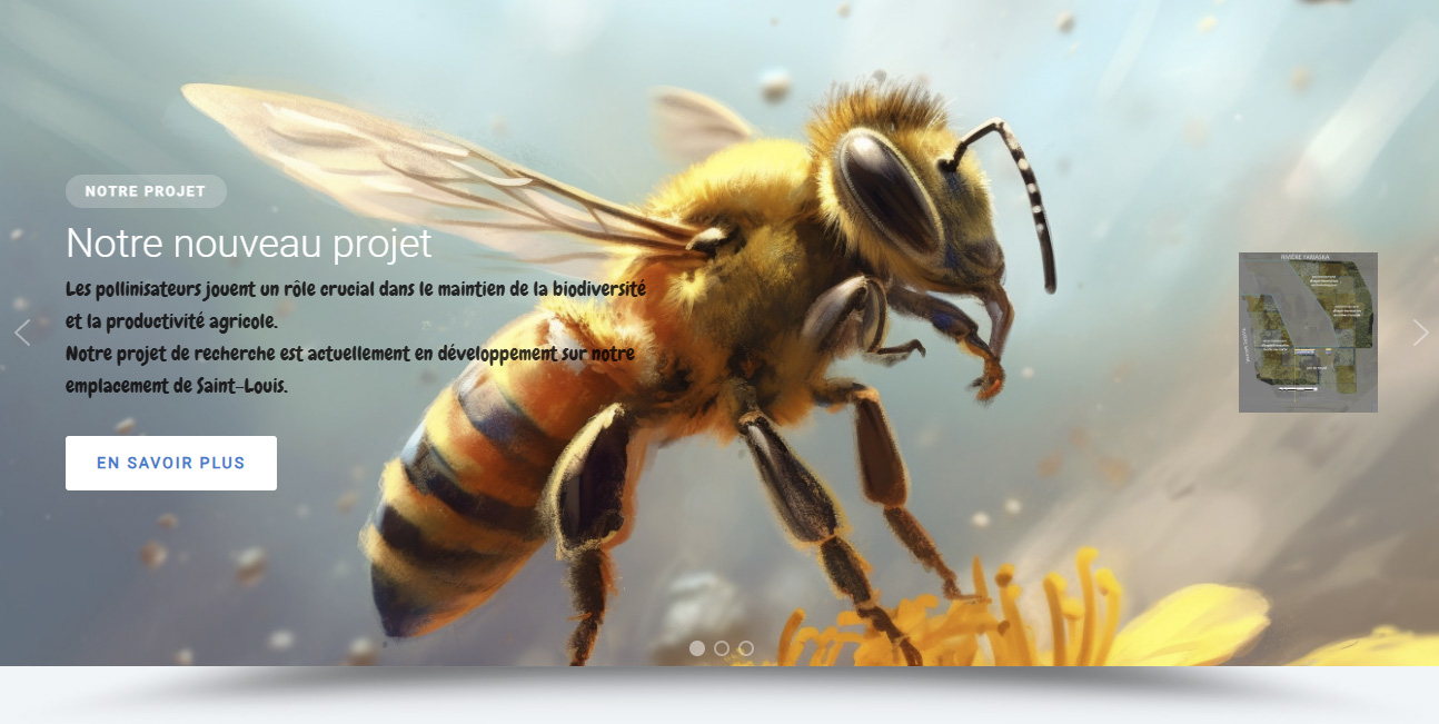 Les syrphes - pollinisation.ca